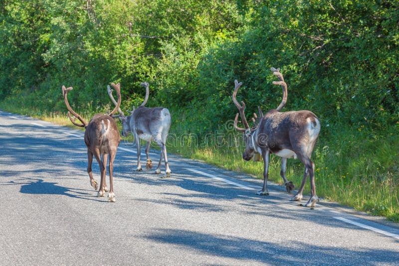 Manada Del Reno Hacia Fuera En El Forrest Salvaje Imagen de archivo ...