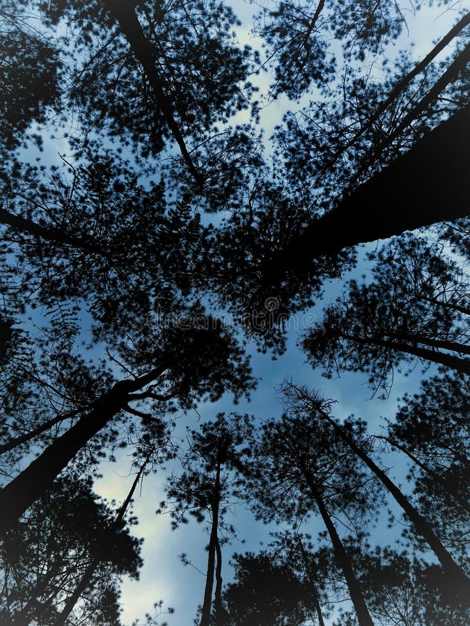 Managed Forest Perspective stock image. Image of blue - 270054037