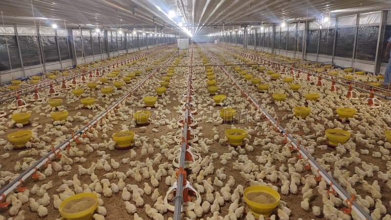 Management of Broiler Chickens with a Close House Cage Modelï¿¼ Stock ...