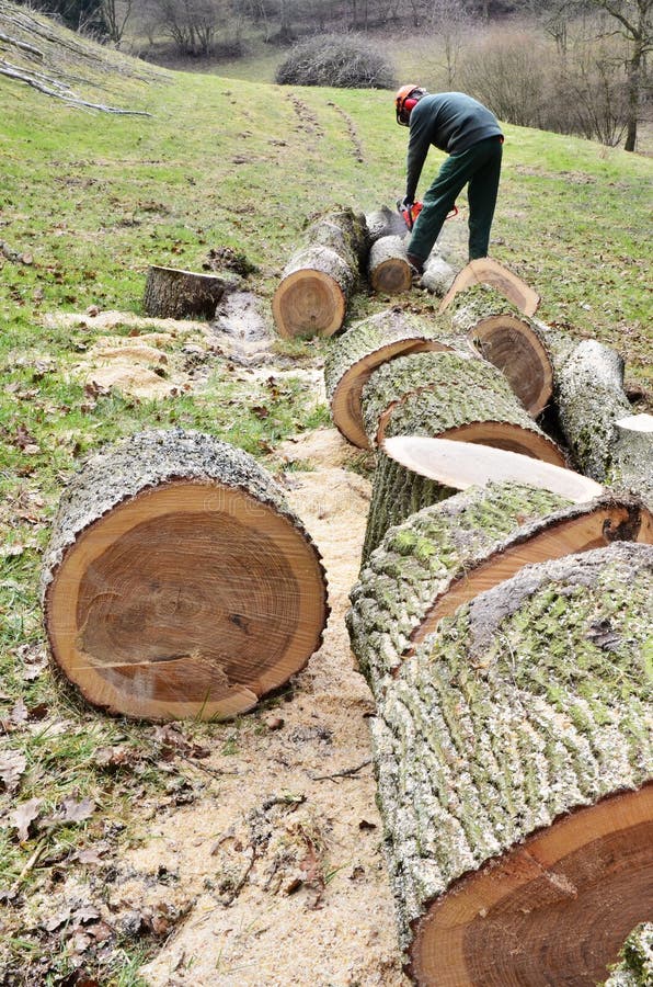 Timber yard and forest stock photo. Image of stack, forest - 14007768