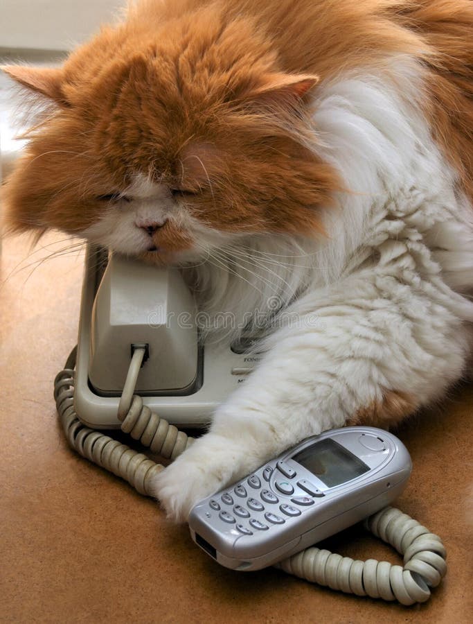 Cat Waiting Phone