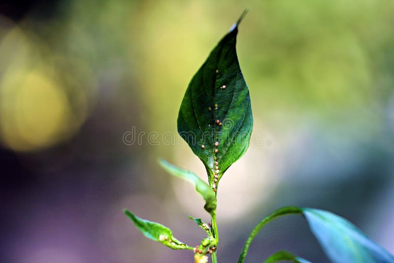 Aphids on Pepper Plants stock photo. Image of prevention - 288338780