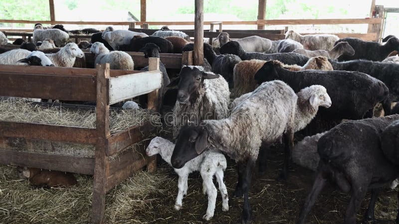 Managing a Sheep Herding Operation Inside a Bustling Barn Filled with ...
