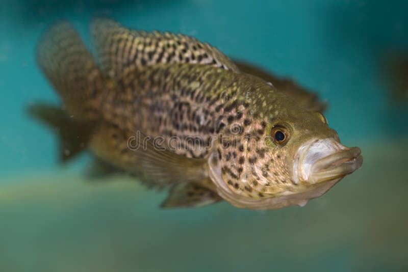 Managua Cichlid Stock Photos - Free & Royalty-Free Stock Photos from ...