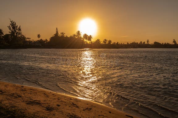 Manakara stock photo. Image of manakara, indian, palms - 49093204