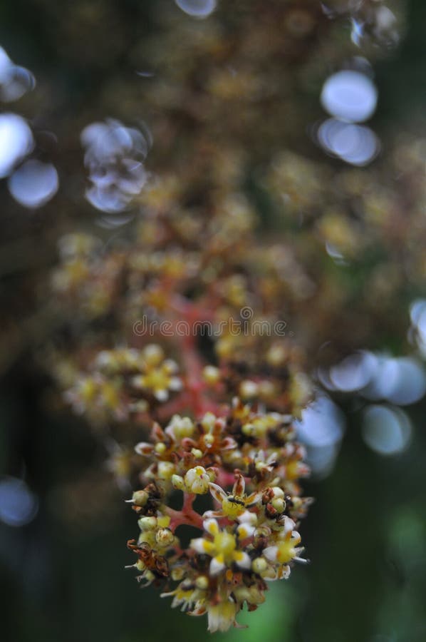 Manalagi Mango Flower, One of the Mango Varieties in Java, Indonesia ...