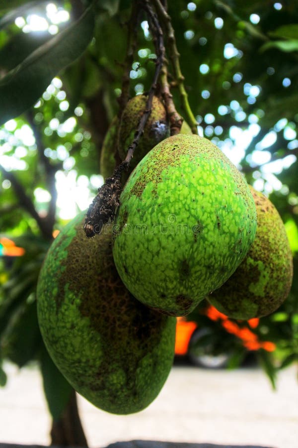 653 Mango Java Stock Photos - Free & Royalty-Free Stock Photos from ...