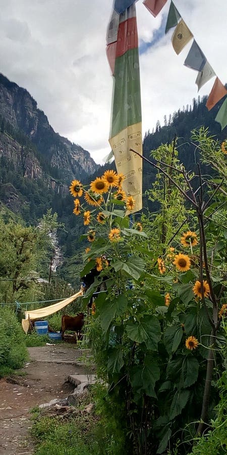 Manali beauty stock image. Image of flower, tree, manali - 157049899