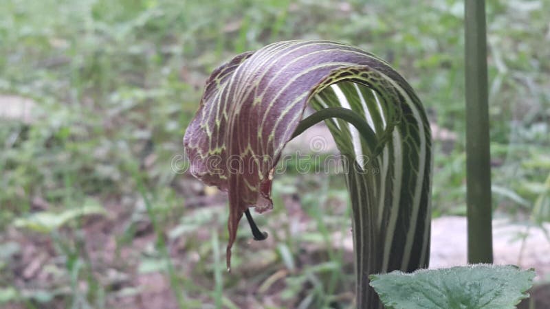 Manali trip stock photo. Image of beautiful, rothang - 130423268