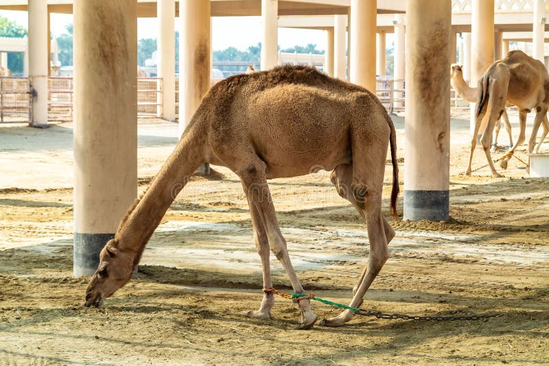 MANAMA, Bahrain - December 19, 2018: Camels on the Royal Camel Farm ...