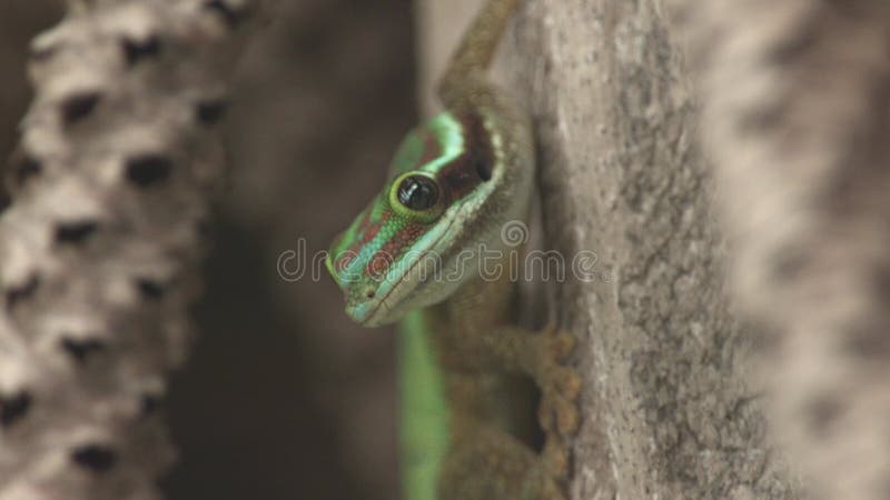 Manapany Gecko - La Reunion Stock Video - Video of lizard, green: 299046561