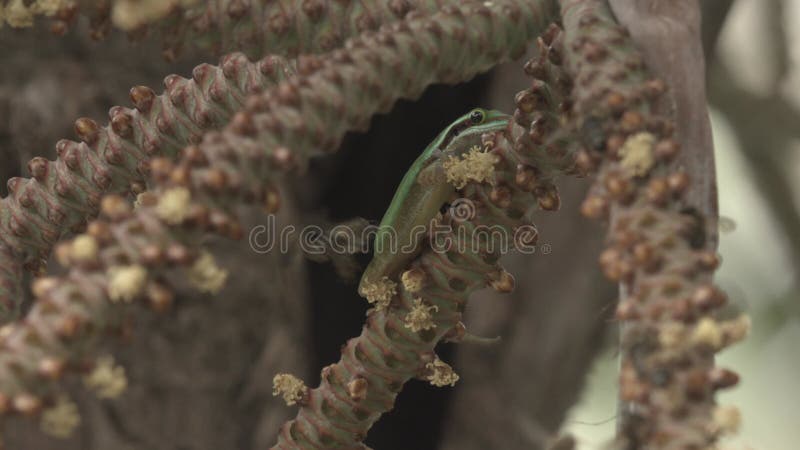 Manapany Gecko - La Reunion Stock Footage - Video of lizard, green ...