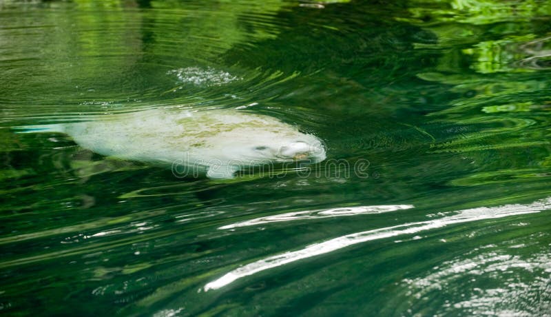 Homosassa Manata Wiosna Target2083_0_ Zdjęcie Stock - Obraz złożonej z ...