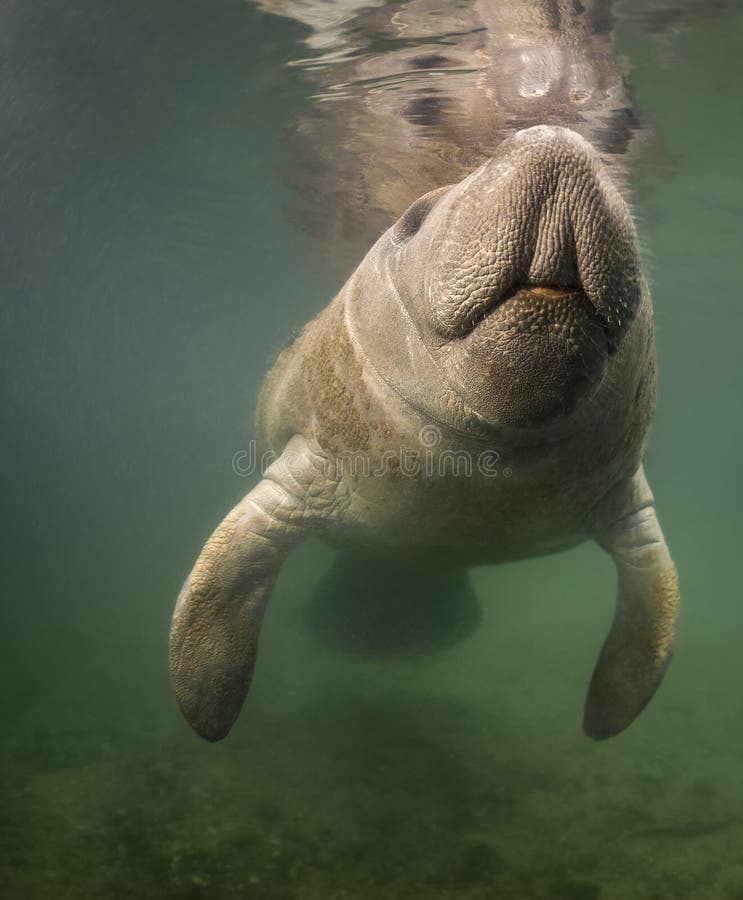 Homosassa Manata Wiosna Target2083_0_ Zdjęcie Stock - Obraz złożonej z ...