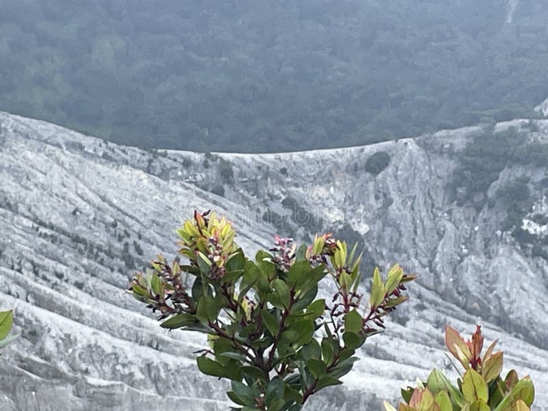 Manarasa Leaves Stock Photos - Free & Royalty-Free Stock Photos from ...