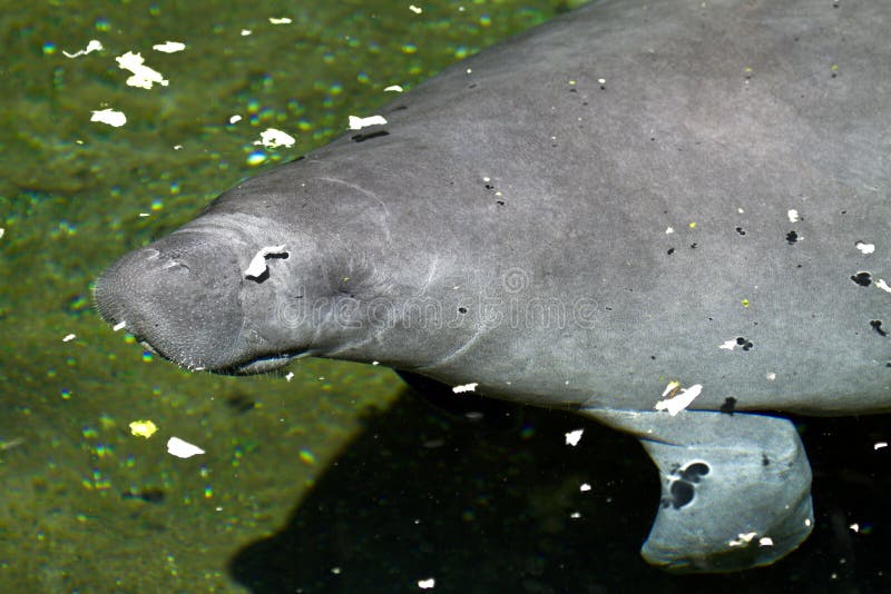 Manatee eating stock image. Image of eating, life, fish - 7195029
