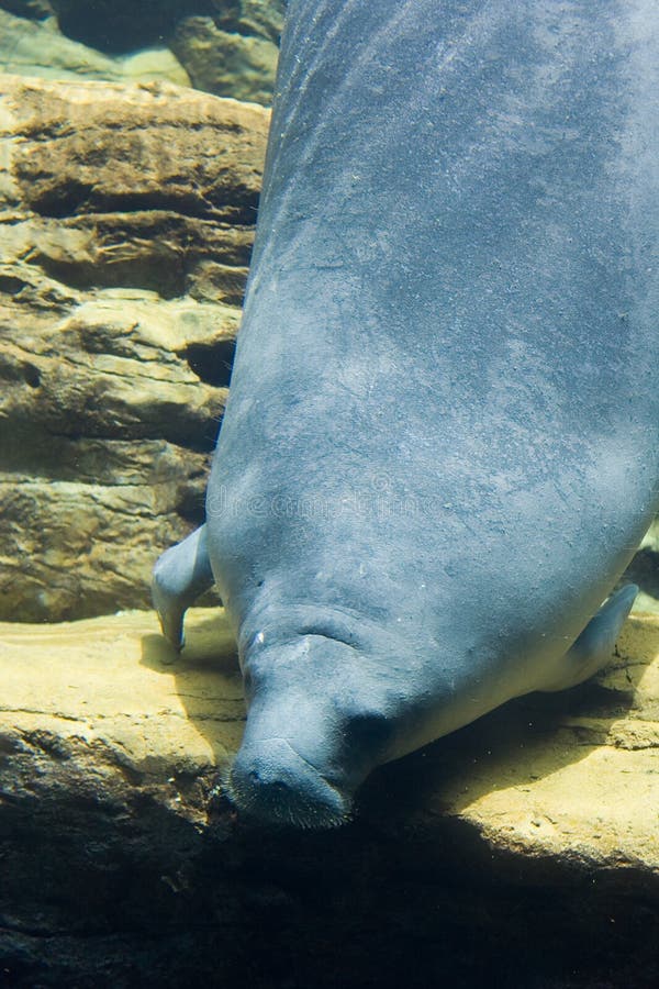 Manatee eating stock image. Image of eating, life, fish - 7195029