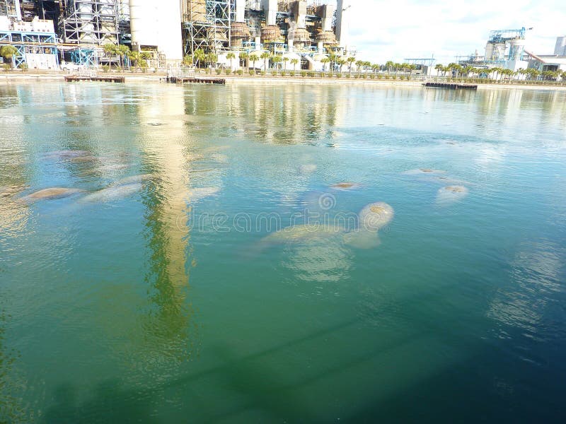 Manatee stock photo. Image of manatees, mammal, green - 18713348