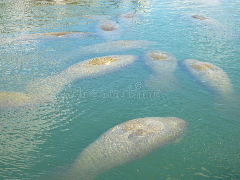 Manatee stock photo. Image of gentle, warm, aquatic, plant - 18713350
