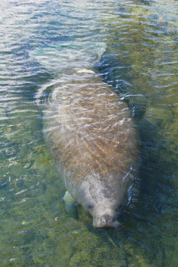 Manatee stock image. Image of atlantic, mari, environment - 55588659