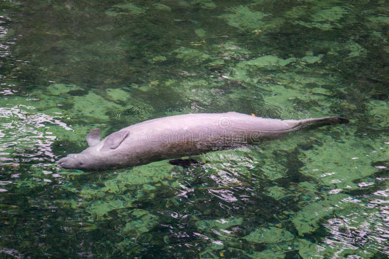 Manaatee Swimming on Its Back. Stock Photo - Image of back, river ...
