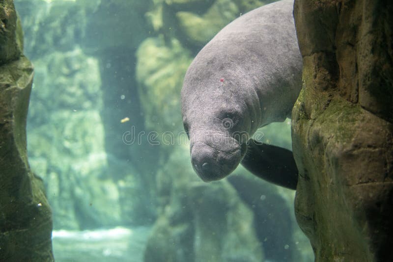 Manatee Close Up Portrait Looking at You Stock Photo - Image of animal ...