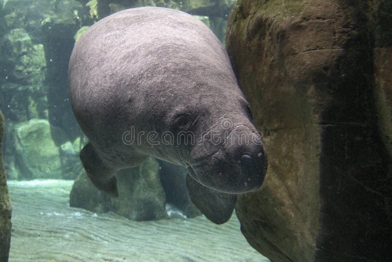 Manatee Close Up Portrait Looking at You Stock Photo - Image of manatee ...