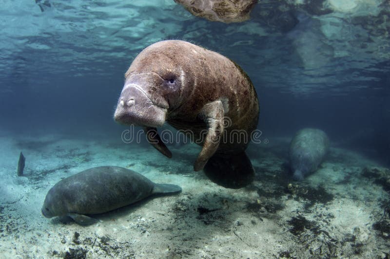 Manatee Del Oeste De La India Foto de archivo - Imagen de yermo ...