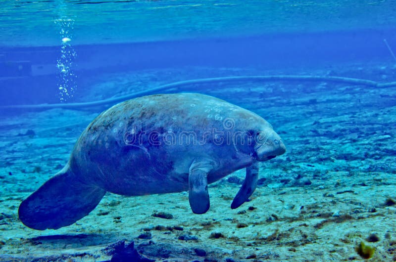 Manatee eating stock image. Image of eating, life, fish - 7195029
