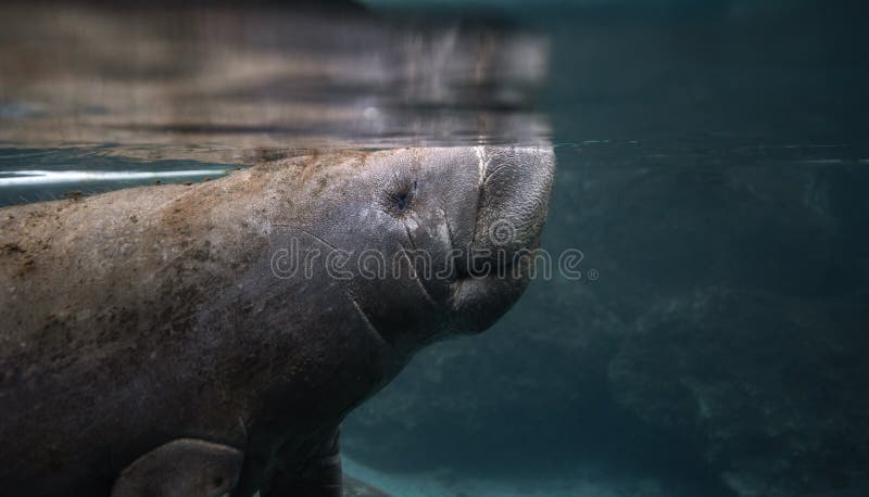 A Manatee in Florida stock image. Image of fall, animal - 207851613