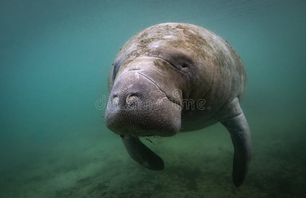 A Manatee in Florida stock photo. Image of autumn, fall - 207851534