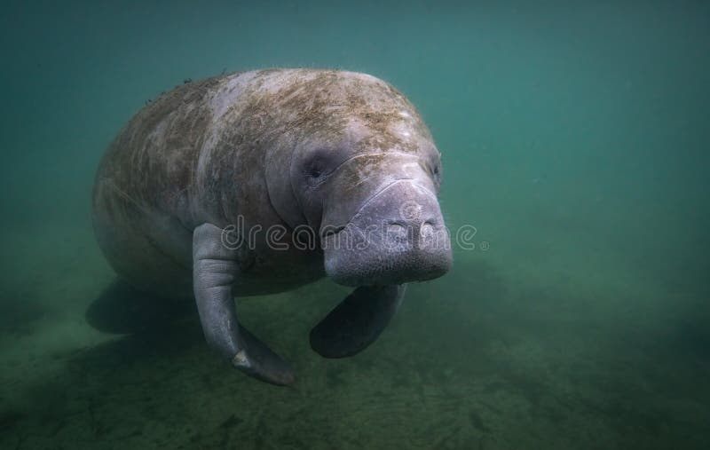 A Manatee in Florida stock photo. Image of fall, wildlife - 207851592