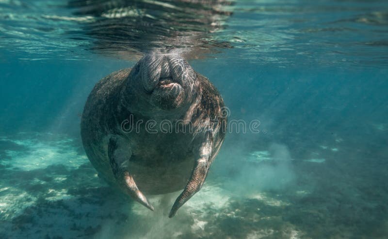 A Manatee in Florida stock photo. Image of nature, endangered - 207851680