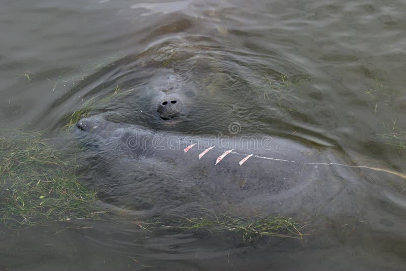 Manatee with Propeller Wounds Stock Image - Image of merritt, scarring ...