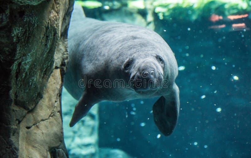 Manatí Nadando Bajo El Agua Foto de archivo - Imagen de enorme, cara ...