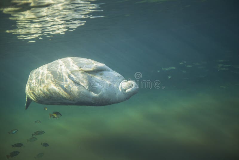 Manatee Rolling - Fanning Springs Stock Image - Image of horizontal ...