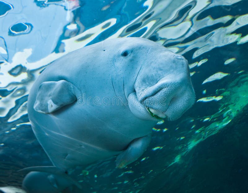 Friendly Manatee Stock Photos - Free & Royalty-Free Stock Photos from ...