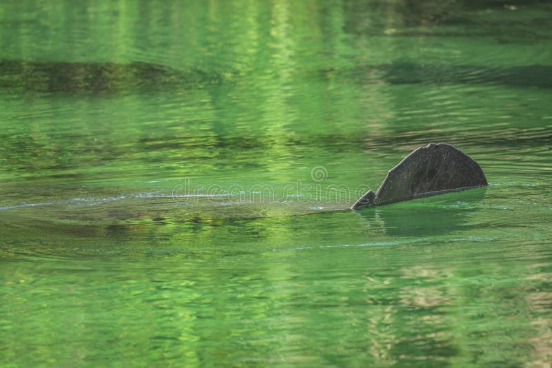 Manatee Tail in Green Water Stock Image - Image of underwater, florida ...
