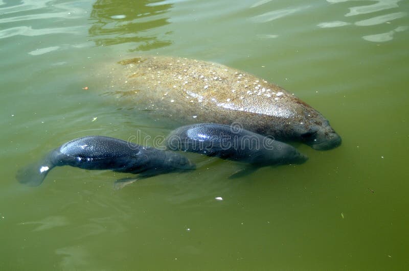 Manatee with two stock image. Image of baby, aquatic - 128516503