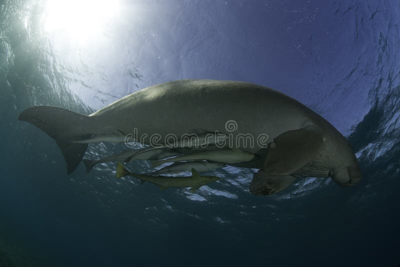 Manatee stock image. Image of gentle, swimming, marinelife - 304301