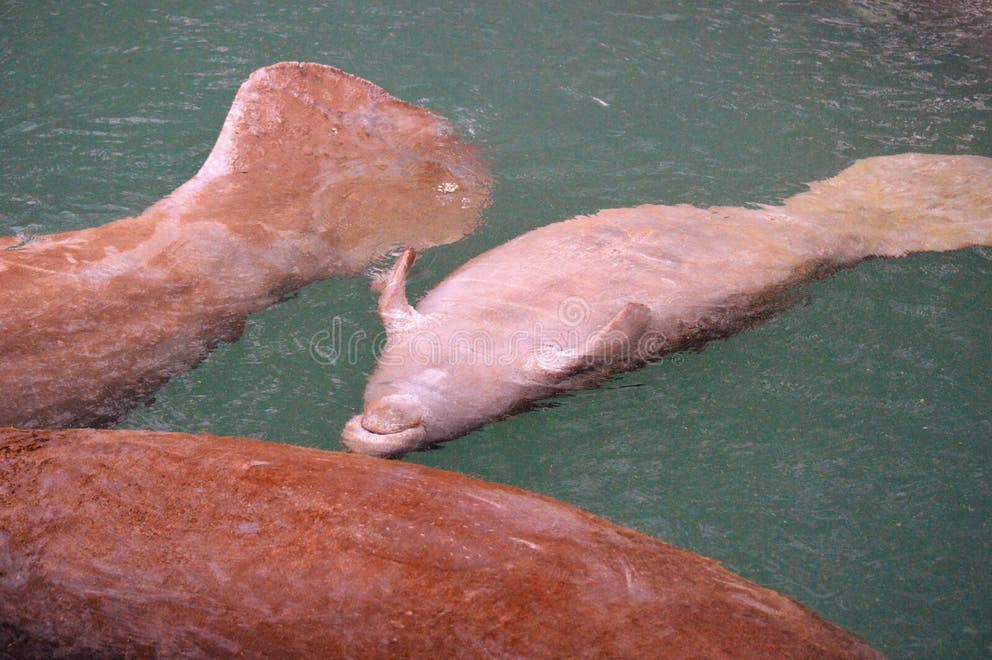 Manatee stock photo. Image of elephant, florida, rocky - 111454334