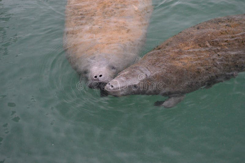 Manatee stock image. Image of rocky, life, marine, elephant - 111454339