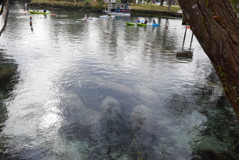 Crystal River, Three Sisters Springs December 26 2022 Editorial ...