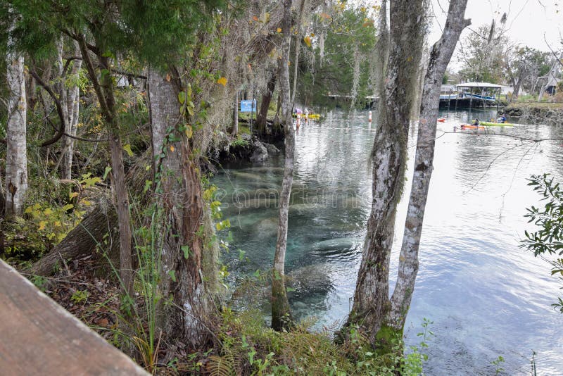 Crystal River, Three Sisters Springs December 26 2022 Editorial Photo ...