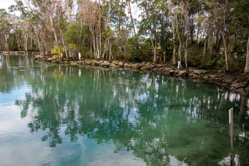Crystal River, Three Sisters Springs December 26 2022 Editorial Photo ...