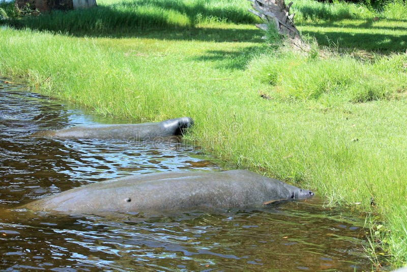 Manatee Grass Adaptations