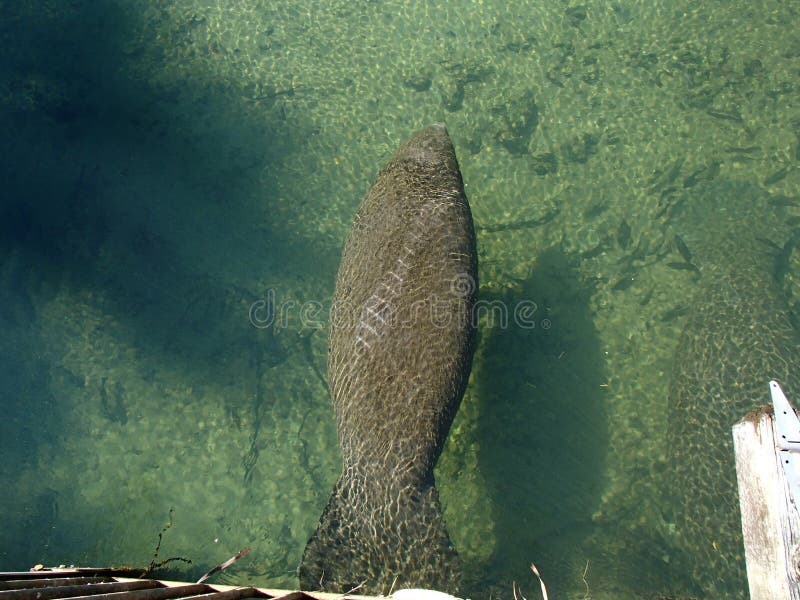 Manatees Boat Stock Photos - Free & Royalty-Free Stock Photos from ...