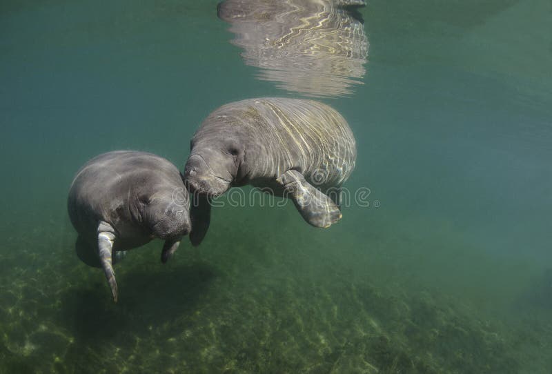 Seekühe stockfoto. Bild von tauchen, reise, kristall - 66003910