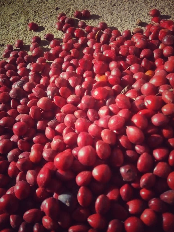 Manchadi Stock Photos - Free & Royalty-Free Stock Photos from Dreamstime