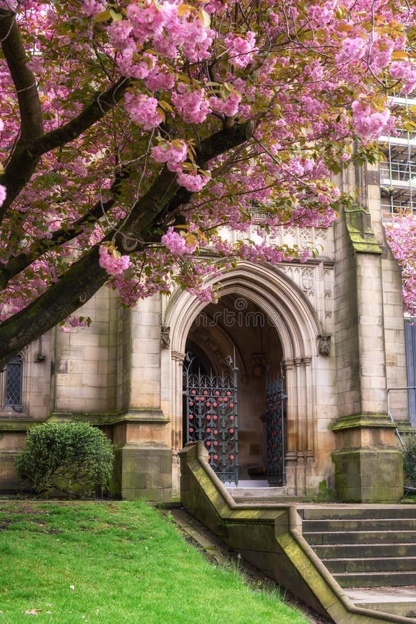 Manchester Cathedral England Stock Image - Image of blooms, spring ...